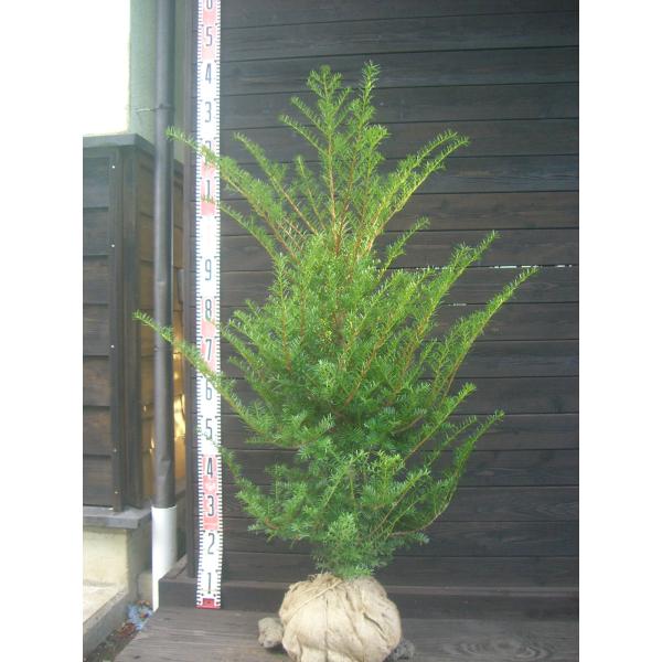 一位赤い実でおなじみの 美しい常緑樹。刈り込みにも強く目隠し等、多様にお使いいただけます。 こちらの商品は雄株です。雌株により実を付けたい場合や、落実不要の場所にお勧めです。【詳細】イチイ科・イチイ属・常緑高木 樹高　　1.1ｍ（鉢上・地上...