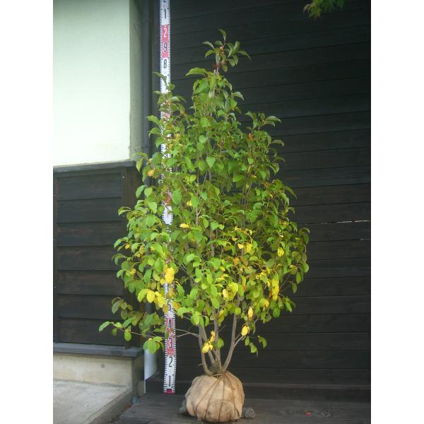 品種【夜明け前】枝葉が豊かに茂り初夏に 淡いピンク色の花を咲かせます。秋の紅葉も お楽しみ頂けます。爽やかな 素晴らしい品種です。 【詳細】ツバキ科・ナツツバキ属・落葉中高木 樹高　　1.5ｍ（鉢上・地上部の高さ）枝張り　0.9ｍ花期　　5...