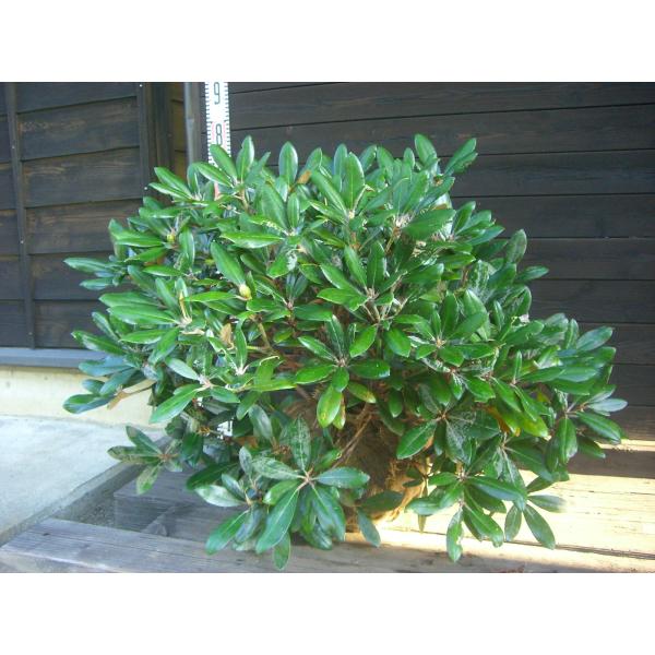 【屋久島石楠花】　とても上品で、透き通るような 素晴らしい花を咲かせます。耐寒性に優れ、豪華で美しい品種です。【詳細】ツツジ科・ツツジ属・常緑低木樹高　　0.55ｍ（鉢上・地上部の高さ）葉張り　0.9ｍ花期　　5〜6月花色　　白(紅紫斑点)...