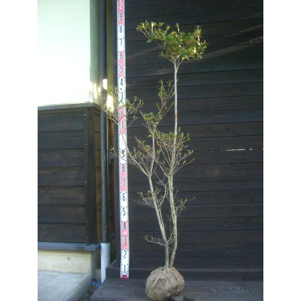 ヤマツツジ　美しく 素朴な花が魅力です。素晴らしいコントラストを お楽しみ頂けます。【詳細】ツツジ科・ツツジ属・半落葉低木樹高　　1.4ｍ（鉢上・地上部の高さ）枝張り　0.5ｍ花期　　5〜6月花色　　朱鉢植え管理・生育　（可）撮影月　10月