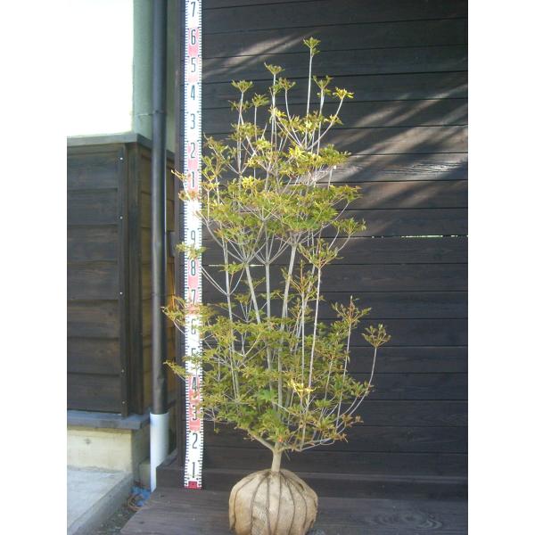 満天星躑躅　若葉の下に 壺形の白花が吊り下げられた様に付きます。秋の紅葉も必見。耐寒性に優れた美しいツツジです。【詳細】ツツジ科・ツツジ属・落葉低木樹高　　1.1ｍ（鉢上・枝先・地上部の高さ）葉張り　0.6ｍ花期　　4〜5月花色　　白鉢植え...