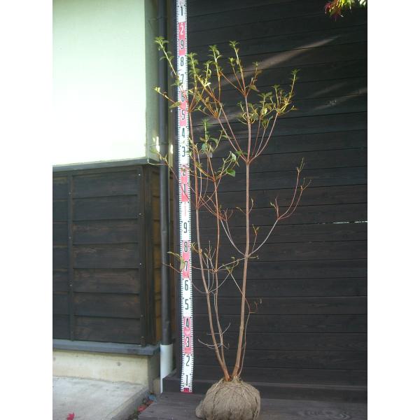 【屋久島三葉躑躅】葉に先立って、大変美しい花を咲かせます。貴重な素晴らしい品種です。希少種・限定品。【詳細】ツツジ科・ツツジ属・落葉低木樹高　　1.5ｍ（鉢上・地上部の高さ）枝張り　0.6ｍ花期　　4〜5月花色　　淡紅紫鉢植え管理・生育　（...