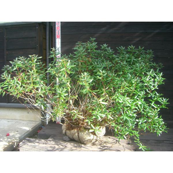 【天城日陰躑躅】素晴らしい黄花を咲かせます。流通量の少ない貴重種です。 ツツジコレクション向き。【詳細】ツツジ科・ツツジ属・常緑低木樹高　　0.7ｍ（鉢上・地上部の高さ）枝張り　1.4ｍ花期　　5〜6月花色　　黄鉢植え管理・生育　（可）撮影...