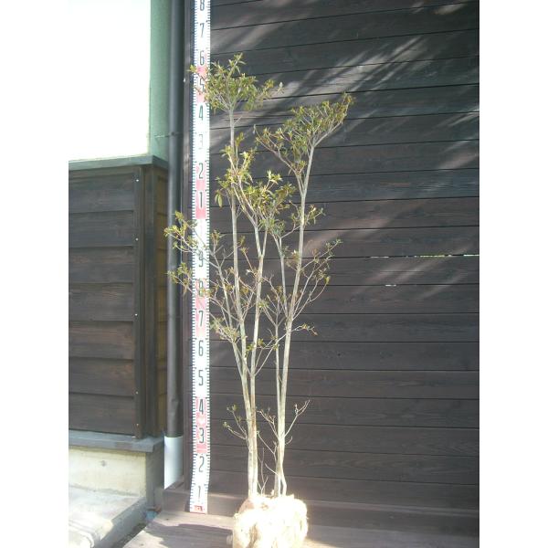 ヤマツツジ　美しく 素朴な花が魅力です。素晴らしいコントラストを お楽しみ頂けます。【詳細】ツツジ科・ツツジ属・半落葉低木樹高　　1.2ｍ（鉢上・地上部の高さ）枝張り　0.5ｍ花期　　5〜6月花色　　朱鉢植え管理・生育　（可）撮影月　10月