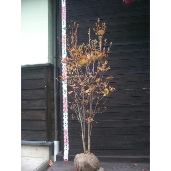 【小葉の三葉躑躅】　葉に先立って、美しい花を咲かせます。新緑、紅葉も素晴らし品種です。  【詳細】ツツジ科・ツツジ属・落葉低木樹高　　1.35ｍ（鉢上・地上部の高さ）枝張り　0.7ｍ花期　　4〜5月花色　　紅紫鉢植え管理・生育　（可）撮影月...