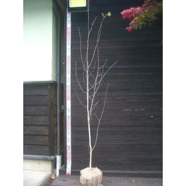 暖地でも 生育可能な改良品種。若木のうちから木肌が白く、爽やかな緑、秋の黄葉も お楽しみ頂けます。【詳細】カバノキ科　カバノキ属　落葉高木 樹高　　2.05ｍ（鉢上・地上部の高さ）枝張り　0.4ｍ花期　　3〜4月鉢植え管理・生育　（可）撮影...