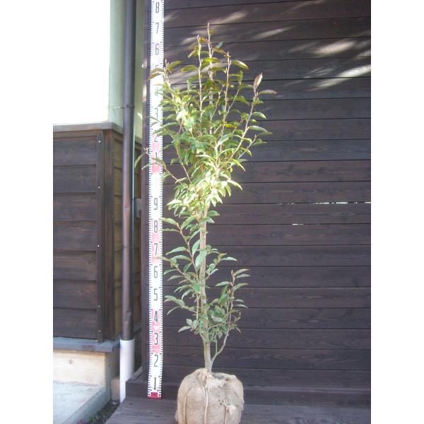 優しい豊かな新緑、素朴な花、秋の美しい紅葉後、葉が落葉せずに残ります。冬の風情も必見です。【詳細】クスノキ科　クロモジ属　落葉小高木樹高　　1.3ｍ（鉢上・地上部の高さ）枝張り　0.5ｍ花期　　4〜6月花色　　黄緑鉢植え管理・生育　（可）撮...