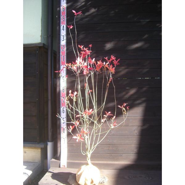 【紅満天星】　若葉の下に 壺形の赤花が、吊り下げられた様に付きます。新緑から紅葉までお楽しみ頂ける、大変美しい 赤花ドウダンツツジです。【詳細】ツツジ科・ツツジ属・落葉低木樹高　　1.1ｍ（鉢上・地上部の高さ）枝張り　0.5ｍ花期　　4〜5...