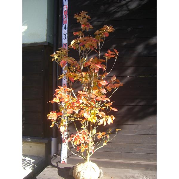 【本三葉躑躅】　葉に先立って、透き通るような花を咲かせます。新緑、紅葉も素晴らしく耐寒性に優れた美しいツツジです。【詳細】ツツジ科・ツツジ属・落葉低木樹高　　1.2ｍ（鉢上・地上部の高さ）枝張り　0.5ｍ花期　　4〜5月花色　　紅紫鉢植え管...