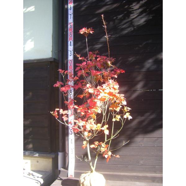 【本三葉躑躅】　葉に先立って、透き通るような花を咲かせます。新緑、紅葉も素晴らしく耐寒性に優れた美しいツツジです。【詳細】ツツジ科・ツツジ属・落葉低木樹高　　1.2ｍ（鉢上・地上部の高さ）枝張り　0.6ｍ花期　　4〜5月花色　　紅紫鉢植え管...