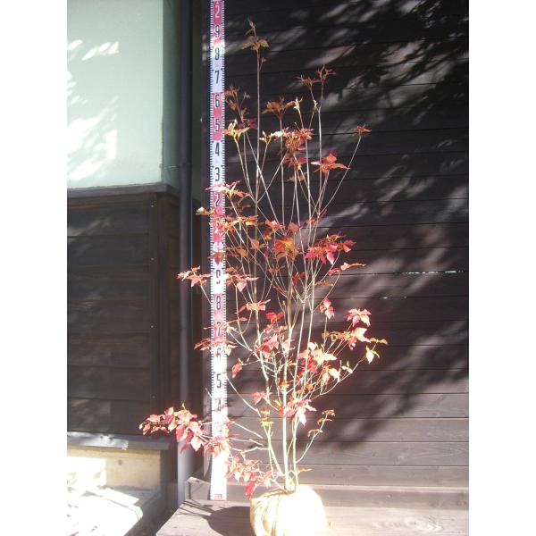 【ピンクコバノミツバツツジ】　葉に先立って、美しい小花を咲かせます。希少色。流通の非常に少ない、貴重な品種です。限定品！【詳細】ツツジ科・ツツジ属・落葉低木樹高　　1.45ｍ（鉢上・地上部の高さ）枝張り　0.7ｍ花期　　4〜5月花色　　ピン...