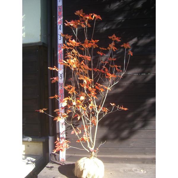 【ピンクコバノミツバツツジ】　葉に先立って、美しい小花を咲かせます。希少色。流通の非常に少ない、貴重な品種です。限定品！【詳細】ツツジ科・ツツジ属・落葉低木樹高　　1.2ｍ（鉢上・地上部の高さ）枝張り　0.7ｍ花期　　4〜5月花色　　ピンク...