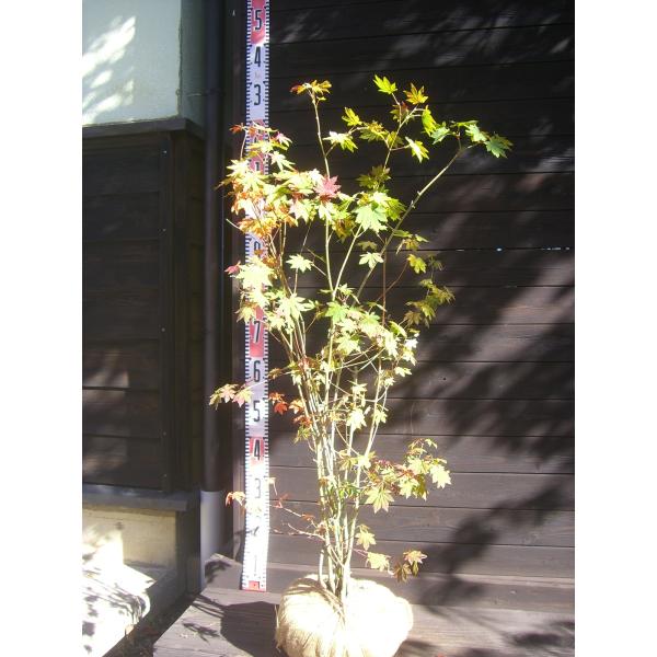 山モミジ　美しい新緑に始まり秋の素晴らしい黄葉まで多彩な表情を お楽しみ頂けます。【詳細】カエデ科・カエデ属・落葉中高木樹高　　0.95ｍ（鉢上・地上部の高さ）枝張り　0.45ｍ紅葉色　黄〜橙鉢植え管理・生育　（可）撮影月　11月