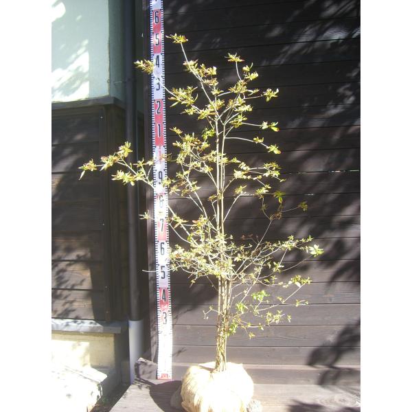 ヤマツツジ　美しく 素朴な花が魅力です。素晴らしいコントラストを お楽しみ頂けます。【詳細】ツツジ科・ツツジ属・半落葉低木樹高　　1.1ｍ（鉢上・地上部の高さ）枝張り　0.7ｍ花期　　5〜6月花色　　朱鉢植え管理・生育　（可）撮影月　11月