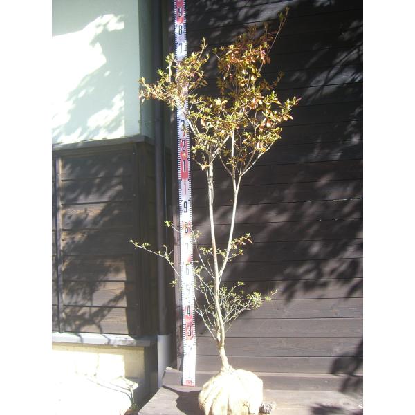 ヤマツツジ　美しく 素朴な花が魅力です。素晴らしいコントラストを お楽しみ頂けます。【詳細】ツツジ科・ツツジ属・半落葉低木樹高　　1.4ｍ（鉢上・地上部の高さ）枝張り　0.6ｍ花期　　5〜6月花色　　朱鉢植え管理・生育　（可）撮影月　11月