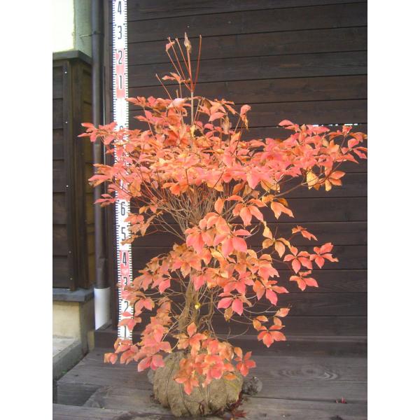 【赤八汐躑躅】とても上品な ピンク花を咲かる品種。新緑〜紅葉まで 大変美しい躑躅です。【詳細】ツツジ科・ツツジ属・落葉低木樹高　　0.95ｍ（鉢上・地上部の高さ）枝張り　0.9ｍ花期　　4〜5月花色　　ピンク鉢植え管理・生育　（可）撮影月　11月