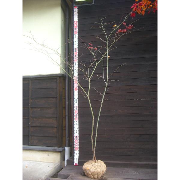 山モミジ　美しい新緑に始まり秋の素晴らしい黄葉まで多彩な表情を お楽しみ頂けます。【詳細】カエデ科・カエデ属・落葉中高木樹高　　1.8ｍ（鉢上・地上部の高さ）枝張り　1.4ｍ紅葉色　黄〜橙鉢植え管理・生育　（可）撮影月　11月