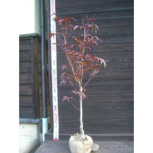 品種　【野村】観賞価値の高い美しい赤葉品種です。新緑は赤葉、夏には緑葉に変化し、秋にはまた素晴らしい赤葉（紅葉）となります。【詳細】カエデ科・カエデ属・落葉中高木樹高　　1.05ｍ（鉢上・地上部の高さ）枝張り　0.5ｍ紅葉色　赤鉢植え管理・...