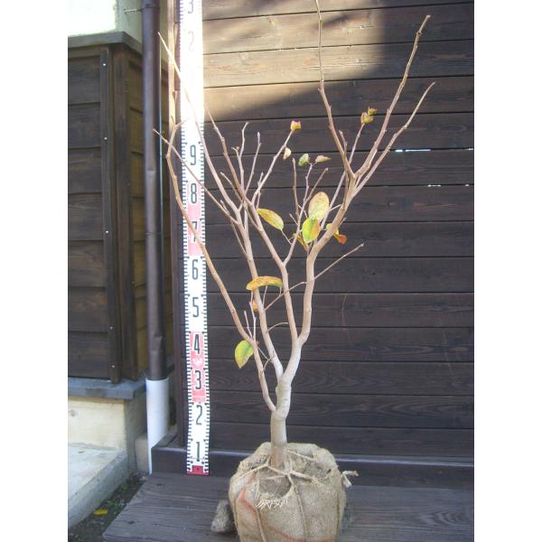 【白木】　大きな葉の美しい新緑、清楚な黄花。秋の素晴らしい紅葉も必見。観賞価値の高い樹種です。  【詳細】トウダイグサ科　シラキ属　落葉小高木 樹高　　0.9ｍ（鉢上・地上部の高さ）枝張り　0.5ｍ花期　　5〜6月花色　　淡黄鉢植え管理・生...