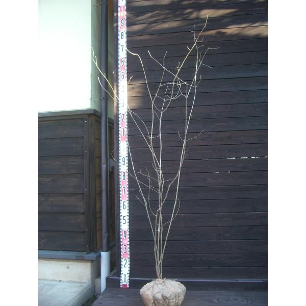 柔らかな 素晴らしい新緑、爽やかな花。秋の美しい紅葉。細身の幹が綺麗な株立ちです。耐寒性に優れた 観賞価値のとても高い樹種です。 【詳細】モクセイ科・トネリコ属・落葉高木 樹高　　1.5ｍ（鉢上・地上部の高さ）枝張り　0.7ｍ花期　　4〜5...