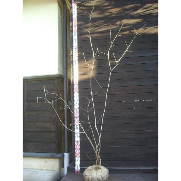 柔らかな 素晴らしい新緑、爽やかな花。秋の美しい紅葉。細身の幹が綺麗な株立ちです。耐寒性に優れた 観賞価値のとても高い樹種です。 【詳細】モクセイ科・トネリコ属・落葉高木 樹高　　1.7ｍ（鉢上・地上部の高さ）枝張り　0.9ｍ花期　　4〜5...