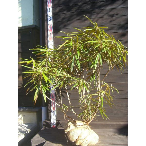 【細葉石楠花・遠州石楠花】　透き通るような 素晴らしい花を咲かせる細葉品種です。希少種。　 【詳細】ツツジ科・ツツジ属・常緑低木樹高　　0.9ｍ（鉢上・地上部の高さ）葉張り　0.9ｍ花期　　5〜6月花色　　淡紅鉢植え管理・生育　（可）撮影月...