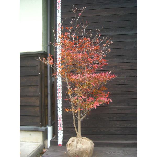 満天星躑躅　若葉の下に 壺形の白花が吊り下げられた様に付きます。秋の紅葉も必見。耐寒性に優れた美しいツツジです。【詳細】ツツジ科・ツツジ属・落葉低木樹高　　1.3ｍ（鉢上・枝先・地上部の高さ）枝張り　0.7ｍ花期　　4〜5月花色　　白鉢植え...