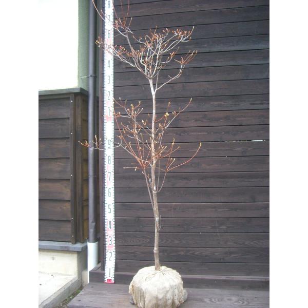 【熊野三葉躑躅】葉に先立って、大変美しい花を咲かせます。希少濃花品種です。【詳細】ツツジ科・ツツジ属・落葉低木樹高　　1.4ｍ（鉢上・地上部の高さ）枝張り　0.5ｍ花期　　4〜5月花色　　紅紫鉢植え管理・生育　（可）撮影月　12月