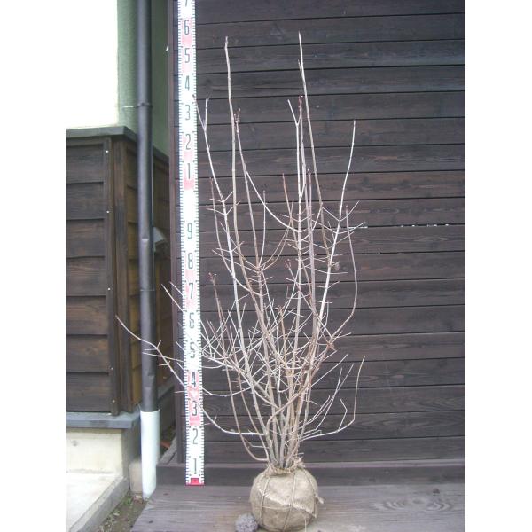 柔らかな新緑　美しく素朴な花秋には、真赤な実が生ります。丈夫な樹種です。  【詳細】スイカズラ科　ガマズミ属　落葉低木 樹高　　1.2ｍ（鉢上・地上部の高さ）枝張り　0.7ｍ花期　　4〜5月花色　　白果期　　10〜11月鉢植え管理・生育　（...