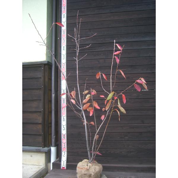 【ラマルキー】花期が早く、花付きも良い品種です。白く美しい花を咲かせ、初夏に とても美味しい実を付けます。生食 加工食等 多様にお使い頂けます。【詳細】バラ科　サイフリボク属　落葉低木 樹高　　1.4ｍ（鉢上・地上部の高さ）枝張り　0.9ｍ...