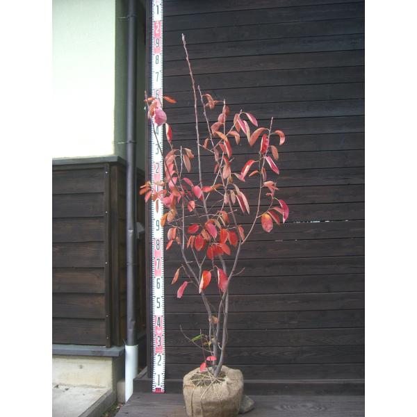 【ラマルキー】花期が早く、花付きも良い品種です。白く美しい花を咲かせ、初夏に とても美味しい実を付けます。生食 加工食等 多様にお使い頂けます。【詳細】バラ科　サイフリボク属　落葉低木 樹高　　1.45ｍ（鉢上・地上部の高さ）枝張り　0.6...