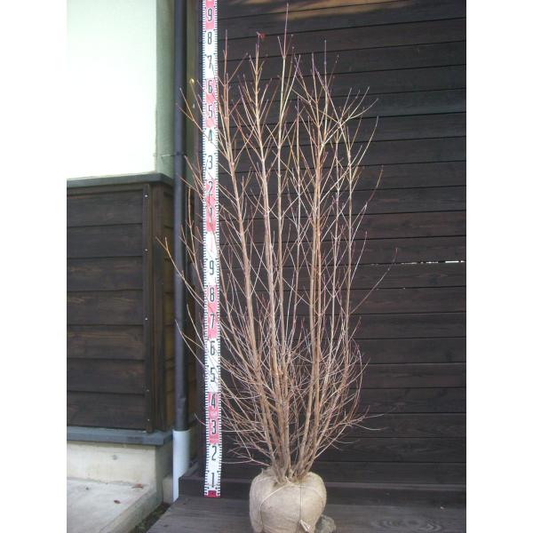 【山法師】耐寒性・耐暑性にとても優れ、庭木として 大変人気の樹種です。新緑から紅葉まで、美しい姿をお楽しみ頂けます。 【詳細】ミズキ科・ヤマボウシ属・落葉中高木 樹高　　1.4ｍ（鉢上・地上部の高さ）枝張り　0.7ｍ花期　　5〜6月花色　　...