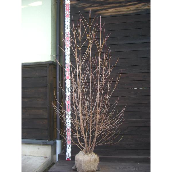 【山法師】耐寒性・耐暑性にとても優れ、庭木として 大変人気の樹種です。新緑から紅葉まで、美しい姿をお楽しみ頂けます。 【詳細】ミズキ科・ヤマボウシ属・落葉中高木 樹高　　1.5ｍ（鉢上・地上部の高さ）枝張り　0.7ｍ花期　　5〜6月花色　　...