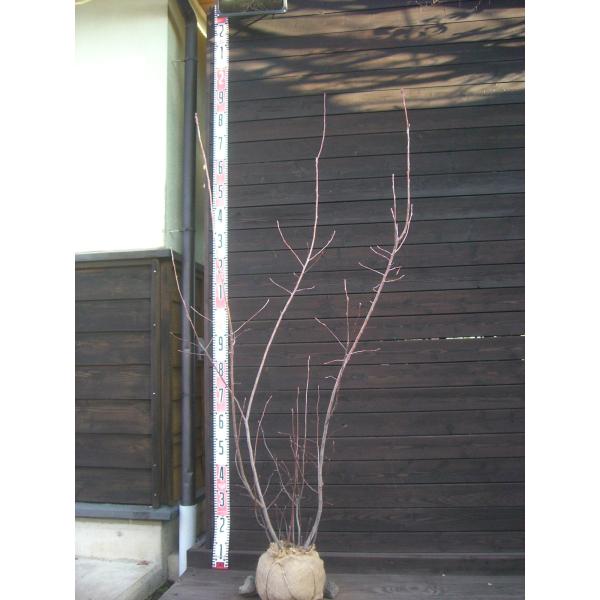 【ラマルキー】花期が早く、花付きも良い品種です。白く美しい花を咲かせ、初夏に とても美味しい実を付けます。生食 加工食等 多様にお使い頂けます。【詳細】バラ科　サイフリボク属　落葉低木 樹高　　1.6ｍ（鉢上・地上部の高さ）枝張り　0.7ｍ...