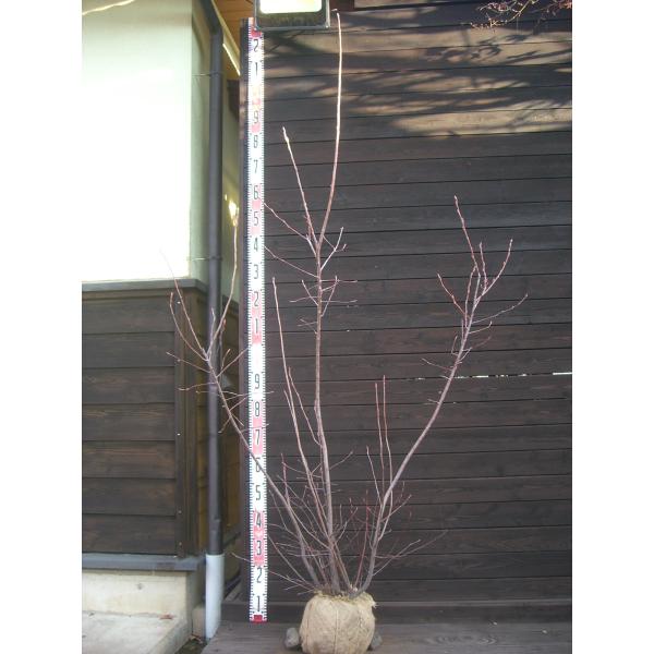 【ラマルキー】花期が早く、花付きも良い品種です。白く美しい花を咲かせ、初夏に とても美味しい実を付けます。生食 加工食等 多様にお使い頂けます。【詳細】バラ科　サイフリボク属　落葉低木 樹高　　1.7ｍ（鉢上・地上部の高さ）枝張り　1.0ｍ...