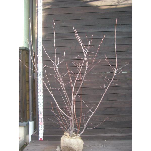 【ラマルキー】花期が早く、花付きも良い品種です。白く美しい花を咲かせ、初夏に とても美味しい実を付けます。生食 加工食等 多様にお使い頂けます。【詳細】バラ科　サイフリボク属　落葉低木 樹高　　1.3ｍ（鉢上・地上部の高さ）枝張り　1.1ｍ...