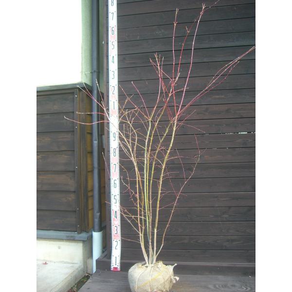 イロハモミジ　美しい新緑に始まり秋の素晴らしい紅葉まで多彩な表情を お楽しみ頂けます。【詳細】カエデ科・カエデ属・落葉中高木樹高　　1.3ｍ（鉢上・地上部の高さ）枝張り　0.9ｍ紅葉色　赤鉢植え管理・生育　（可）撮影月　12月