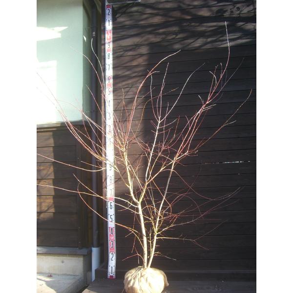 イロハモミジ　美しい新緑に始まり秋の素晴らしい紅葉まで多彩な表情を お楽しみ頂けます。【詳細】カエデ科・カエデ属・落葉中高木樹高　　1.4ｍ（鉢上・地上部の高さ）枝張り　1.3ｍ紅葉色　赤鉢植え管理・生育　（可）撮影月　12月