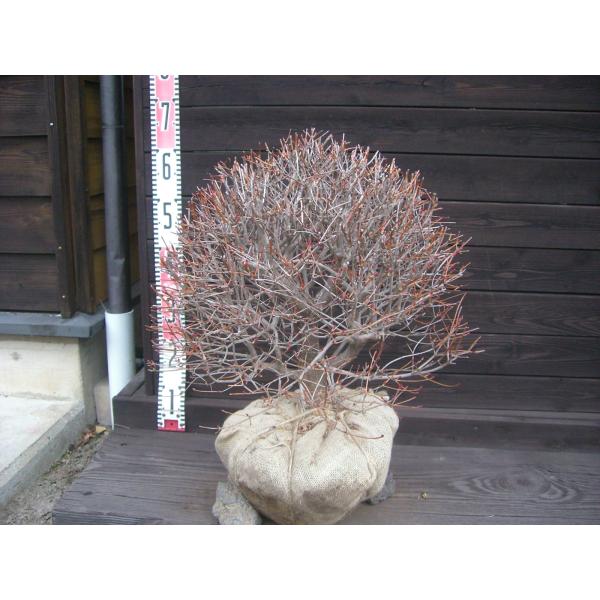 満天星躑躅　【玉仕立て】若葉の下に 壺形の白花が吊り下げられた様に付きます。秋の紅葉も必見。アクセントなど、多様にお使い頂けます。耐寒性に優れた美しいツツジです。【詳細】ツツジ科・ツツジ属・落葉低木樹高　　0.45ｍ（鉢上・地上部の高さ）枝...