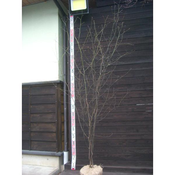 【黒文字】葉や樹皮に良い芳香があり高級爪楊枝に利用されます。爽やかな風情をお楽しみください。 【詳細】クスノキ科　クロモジ属　落葉低木 樹高　　2.0ｍ（鉢上・地上部の高さ）枝張り　1.0ｍ花期　　4月花色　　黄緑鉢植え管理・生育　（可）撮...