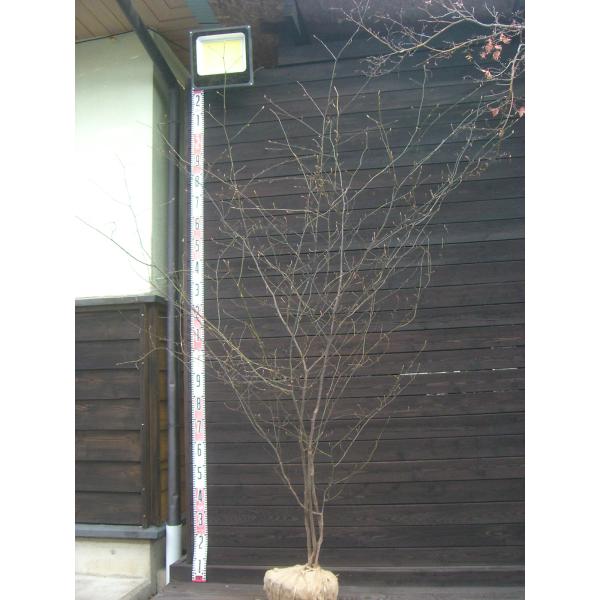 【黒文字】葉や樹皮に良い芳香があり高級爪楊枝に利用されます。爽やかな風情をお楽しみください。 【詳細】クスノキ科　クロモジ属　落葉低木 樹高　　2.0ｍ（鉢上・地上部の高さ）枝張り　1.5ｍ花期　　4月花色　　黄緑鉢植え管理・生育　（可）撮...