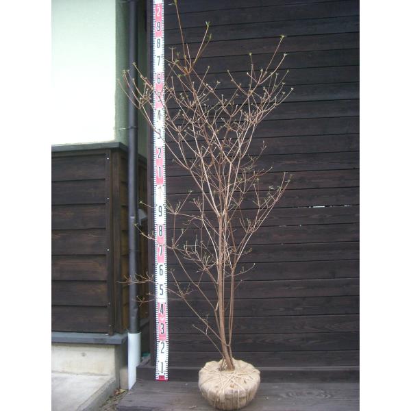 希少種　独特の 美しい小花を咲かせます。小さく可憐な花が 魅力です。観賞価値の高い樹種です。 【詳細】ツツジ科・ツツジ属・落葉低木樹高　　1.4ｍ（鉢上・地上部の高さ）枝張り　0.8ｍ花期　　6〜7月花色　　白・紅斑点鉢植え管理・生育　（可...