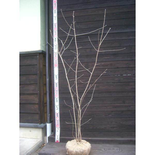 柔らかな 素晴らしい新緑、爽やかな花。秋の美しい紅葉。細身の幹が綺麗な株立ちです。耐寒性に優れた 観賞価値のとても高い樹種です。 【詳細】モクセイ科・トネリコ属・落葉高木 樹高　　1.35ｍ（鉢上・地上部の高さ）枝張り　0.8ｍ花期　　4〜...