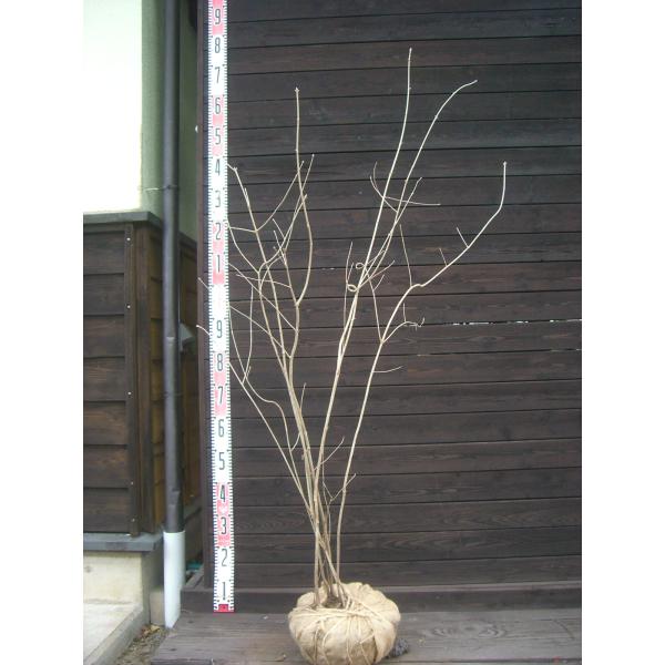 柔らかな 素晴らしい新緑、爽やかな花。秋の美しい紅葉。細身の幹が綺麗な株立ちです。耐寒性に優れた 観賞価値のとても高い樹種です。 【詳細】モクセイ科・トネリコ属・落葉高木 樹高　　1.4ｍ（鉢上・地上部の高さ）枝張り　0.8ｍ花期　　4〜5...