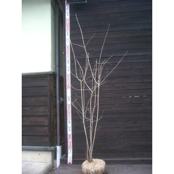 柔らかな 素晴らしい新緑、爽やかな花。秋の美しい紅葉。細身の幹が綺麗な株立ちです。耐寒性に優れた 観賞価値のとても高い樹種です。 【詳細】モクセイ科・トネリコ属・落葉高木 樹高　　1.7ｍ（鉢上・地上部の高さ）枝張り　0.7ｍ花期　　4〜5...