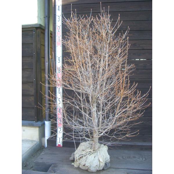 満天星躑躅　若葉の下に 壺形の白花が吊り下げられた様に付きます。秋の紅葉も必見。耐寒性に優れた美しいツツジです。【詳細】ツツジ科・ツツジ属・落葉低木樹高　　1.0ｍ（鉢上・枝先・地上部の高さ）枝張り　0.7ｍ花期　　4〜5月花色　　白鉢植え...