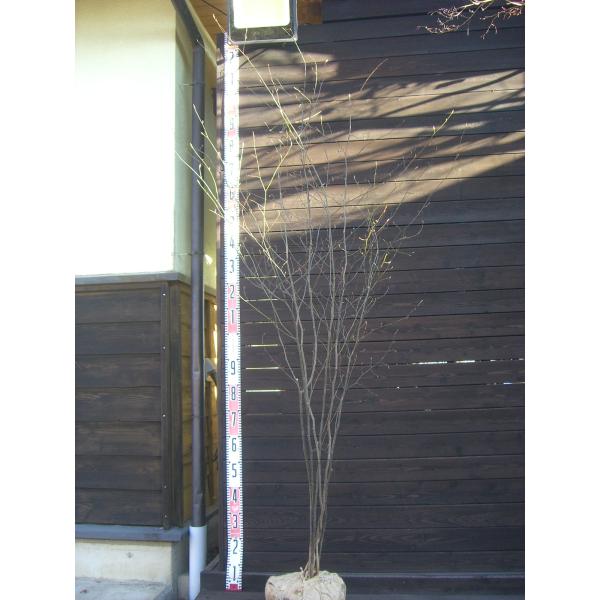 【黒文字】葉や樹皮に良い芳香があり高級爪楊枝に利用されます。爽やかな風情をお楽しみください。 【詳細】クスノキ科　クロモジ属　落葉低木 樹高　　1.9ｍ（鉢上・地上部の高さ）枝張り　1.0ｍ花期　　4月花色　　黄緑鉢植え管理・生育　（可）撮...