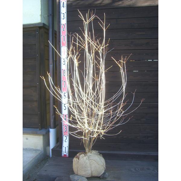 【紅満天星】　若葉の下に 壺形の赤花が、吊り下げられた様に付きます。新緑から紅葉までお楽しみ頂ける、大変美しい 赤花ドウダンツツジです。【詳細】ツツジ科・ツツジ属・落葉低木樹高　　1.1ｍ（鉢上・地上部の高さ）枝張り　0.6ｍ花期　　4〜5...