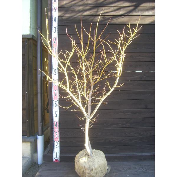 美しい新緑に始まり秋の素晴らしい紅葉まで多彩な表情を お楽しみ頂けます。観賞価値の高い品種です。【詳細】カエデ科・カエデ属・落葉中高木樹高　　1.1ｍ（鉢上・地上部の高さ）枝張り　0.6ｍ紅葉色　橙〜赤鉢植え管理・生育　（可）撮影月　2月