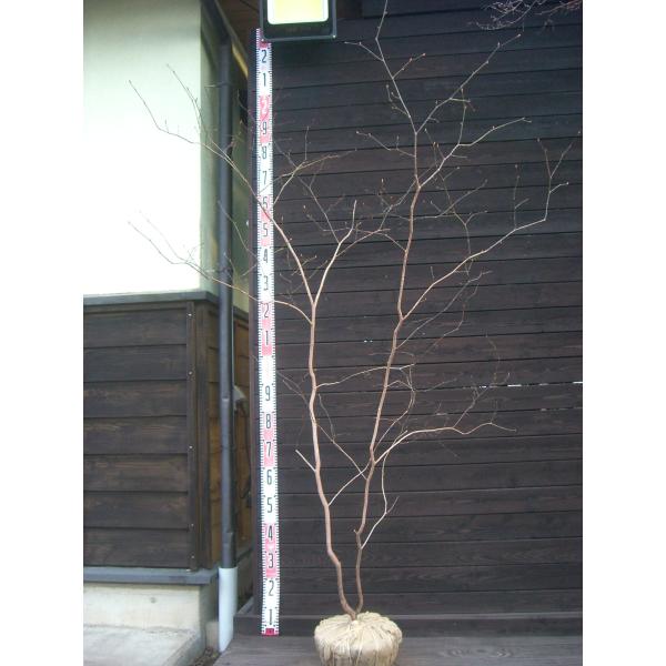 檀香梅葉に先たって 美しい黄花を咲かせます。大きな葉の素晴らしい新緑〜秋の黄葉も必見です。【詳細】クスノキ科　クロモジ属　落葉小高木樹高　　1.8ｍ（鉢上・地上部の高さ）枝張り　1.2ｍ紅葉色　黄鉢植え管理・生育　（可）撮影月　2月